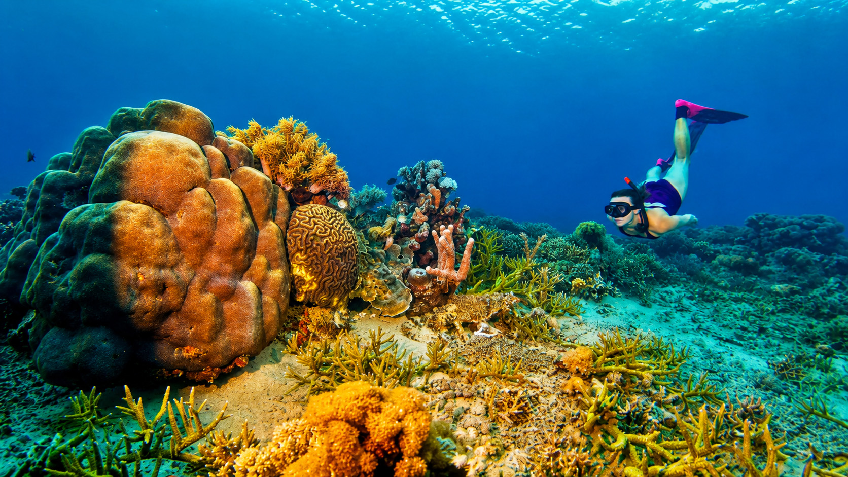 A snorkeler exploring Komodo’s hidden coral reef world