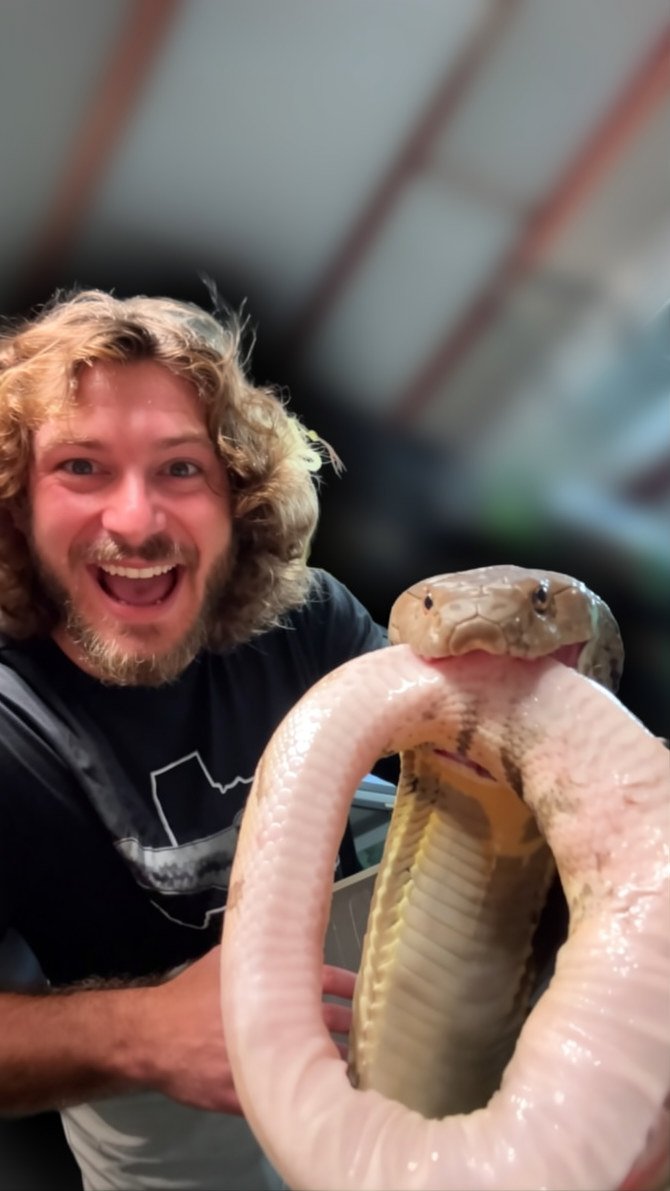 Cobra and python wildlife observation