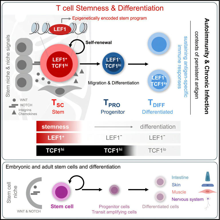 Rare stem T cells may hold the key to fighting chronic diseases