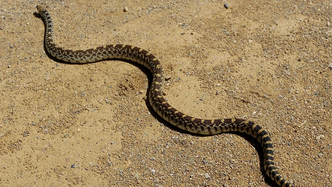 6 largest snakes found in the United States