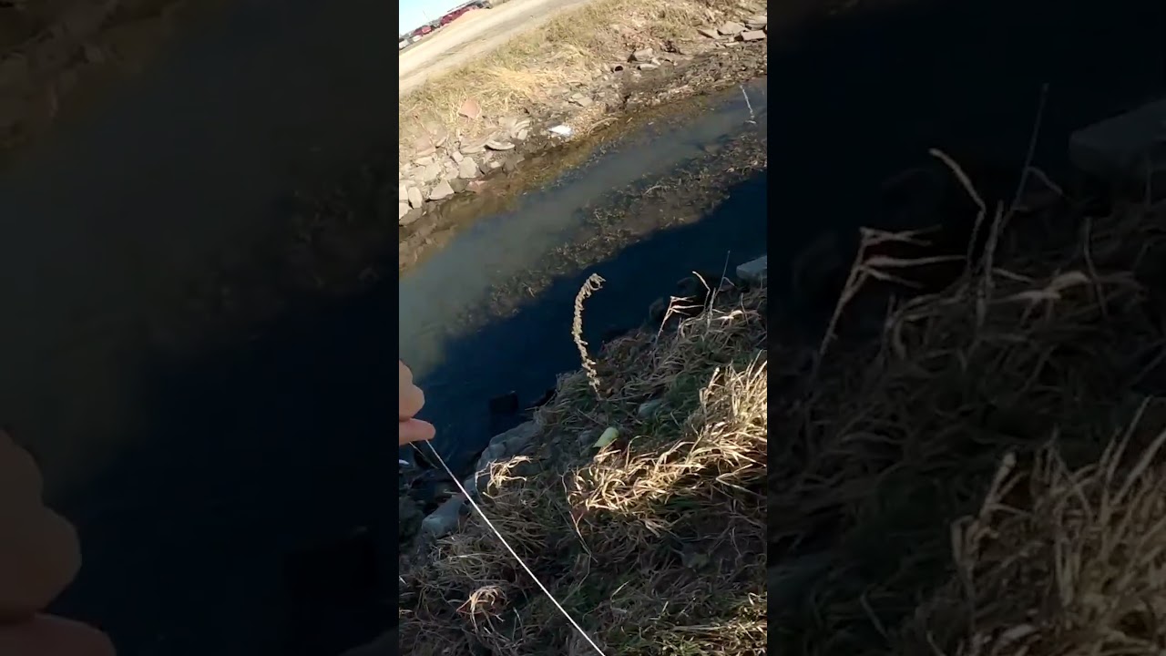 Exciting bow fishing action for giant carp in shallow water