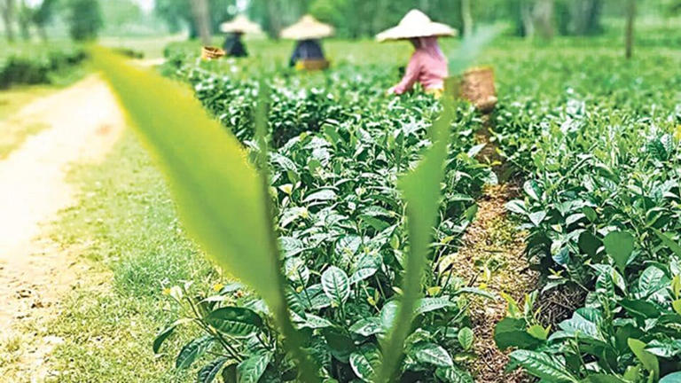 Tea estates, monasteries and mountains: Why northeast India is winning ...