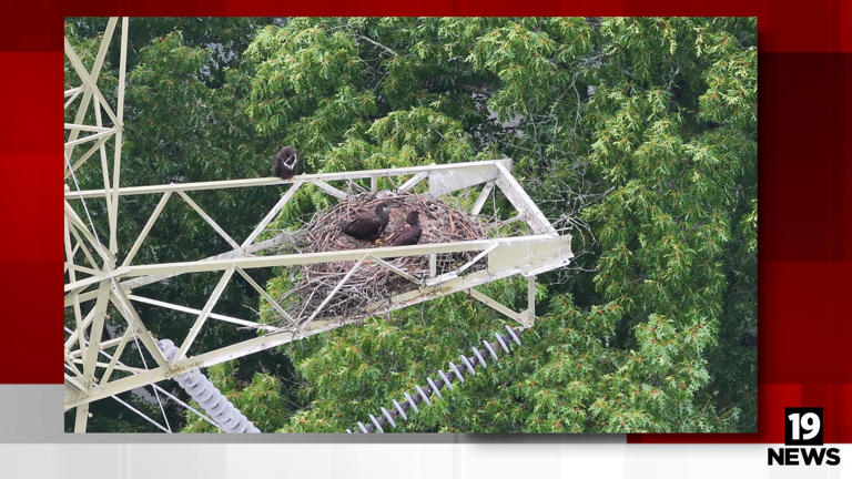 Bald eagle eaglet rescued from FirstEnergy transmission tower in Summit ...