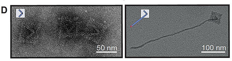 DNA-based nanoswitch can flip in milliseconds and stay in one state for ...