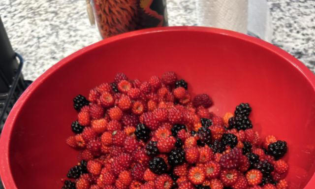 Northern Virginia forager picks 2 pounds of invasive wineberries, then ...