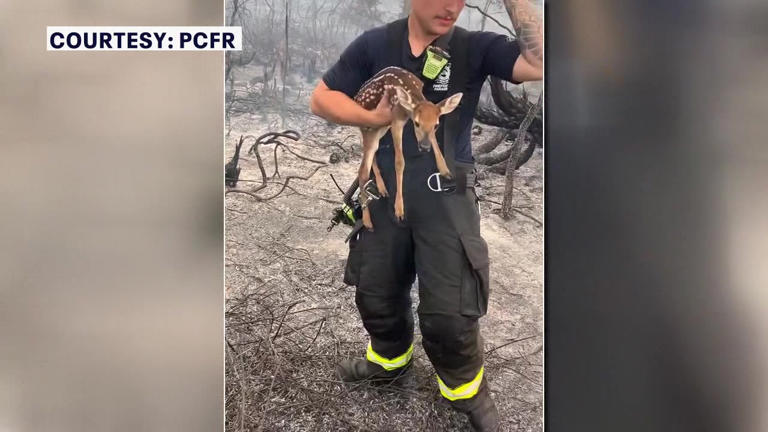 Pasco County fawn rescue: Two baby deer recovering after surviving 500 ...