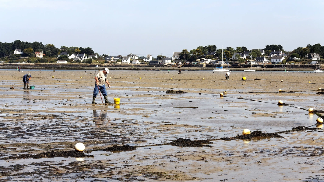 Coastal foraging tours blend adventure with sustainable seafood