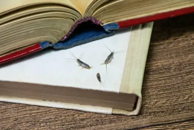 ¿Qué son los pececillos de plata y como eliminarlos de su casa con ...