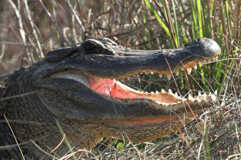 No, that 'alligator' at Stratford Woods Park is actually a giant ...