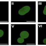 Scientists build synthetic cell that grows, divides and passes DNA to ...