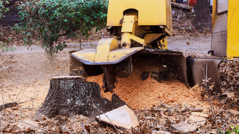 Is burning a tree stump a good idea?
