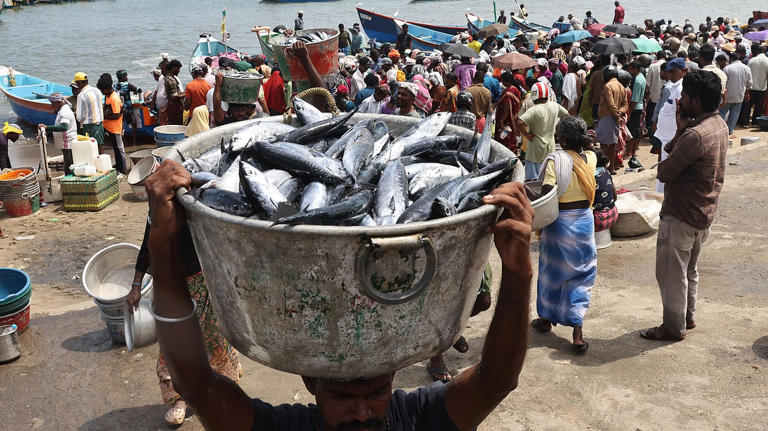 Kochi-based CIFT tech turns live fish transport simple, efficient