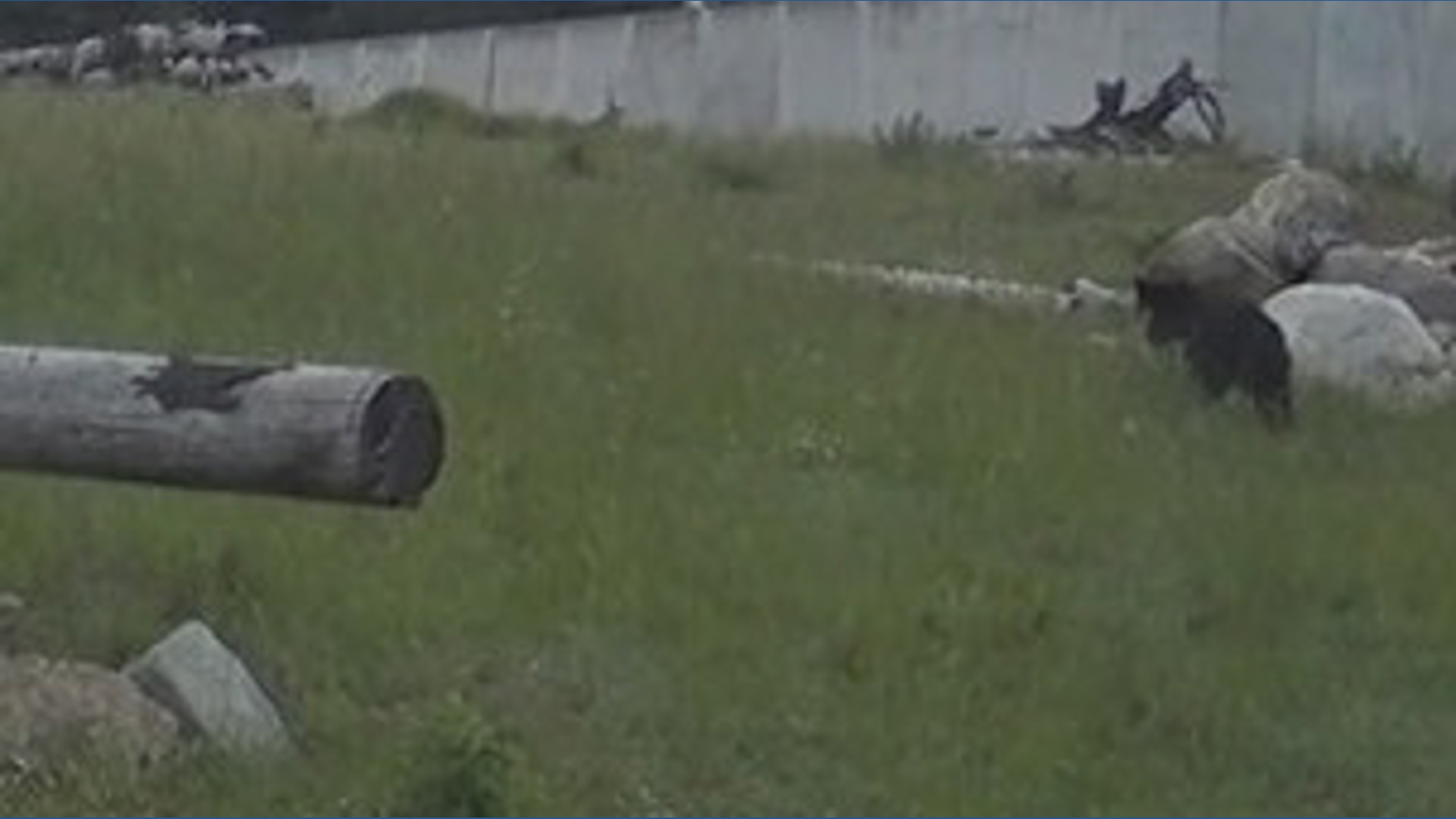 First bear seen using I-90 Snoqualmie Pass wildlife overcrossing