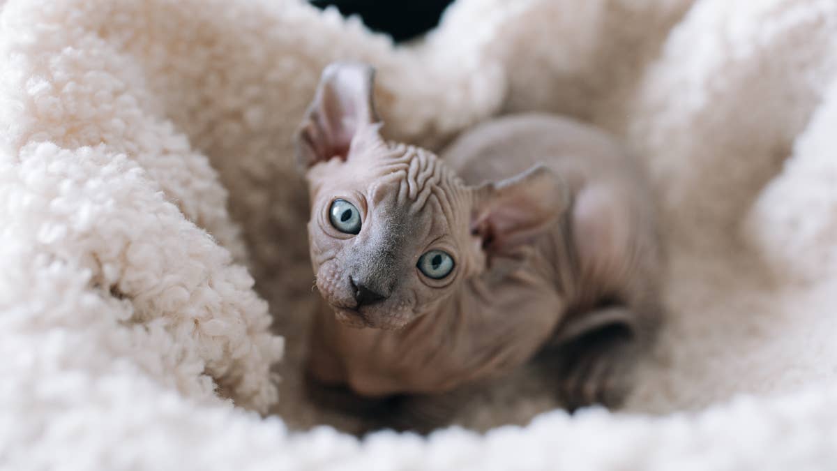 Tiny Sphynx kitten looks just like a mini version of ET