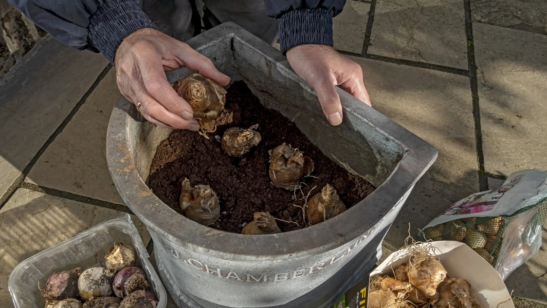 Planting bulbs made simple for dreamy spring blooms