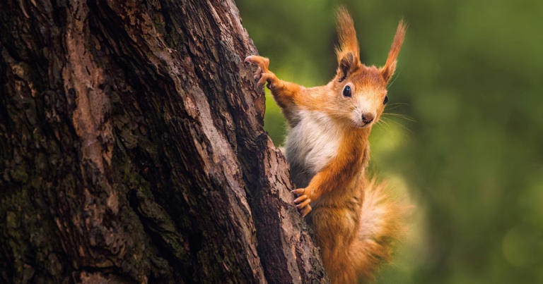 Arizona's Mt. Graham red squirrels making a comeback