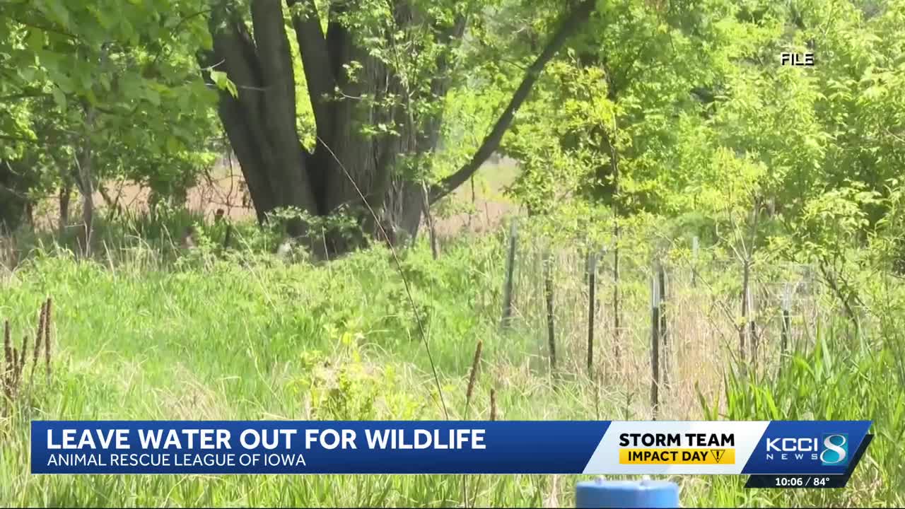 Animal Rescue League of Iowa asks people to think of animals during ...