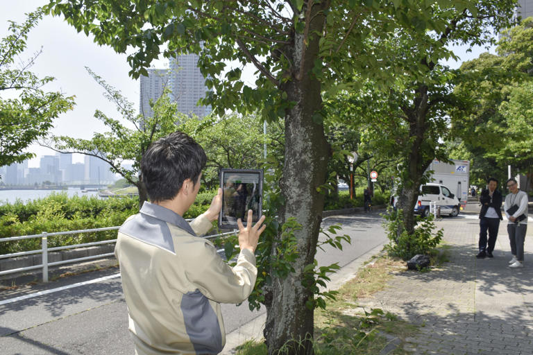 Feature: Japan tests AI systems to identify trees at risk of collapse