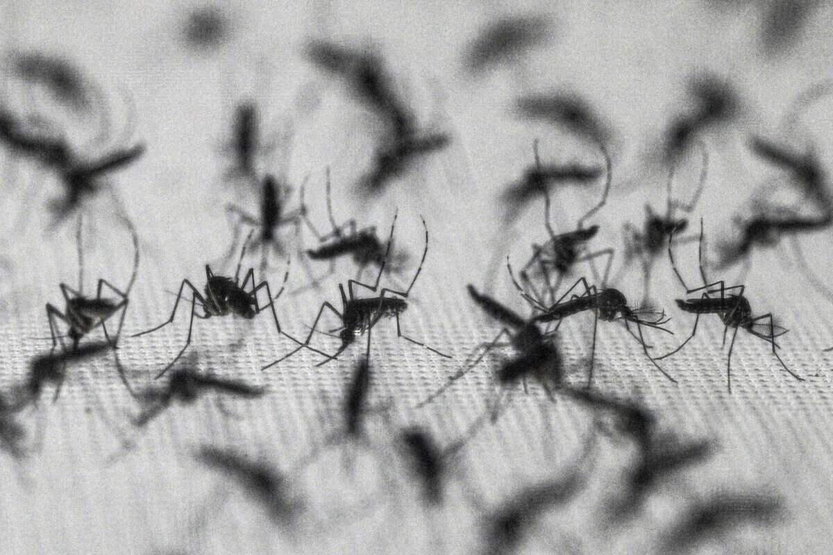 Sacramento County neighborhood to see sterile mosquito release to fight ...