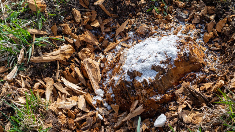 Is burning a tree stump a good idea?