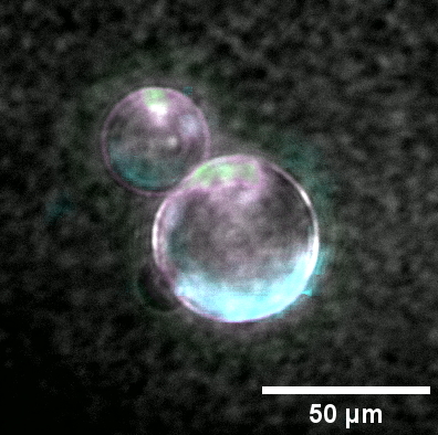 For the first time, scientists say they've built a synthetic cell from ...