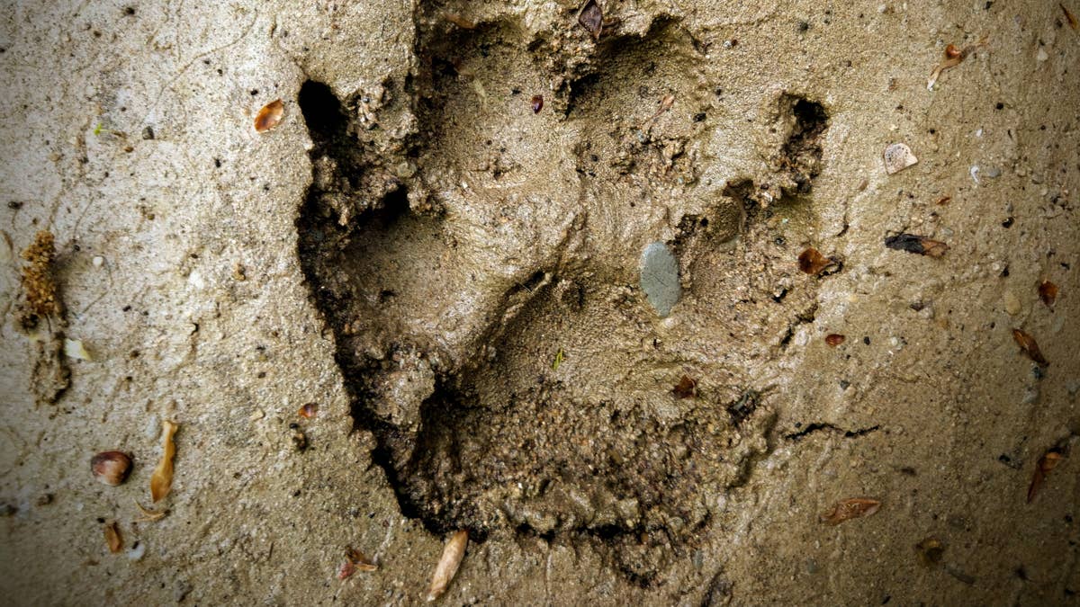 German shepherd's mud mishap leaves her looking chocolate-dipped