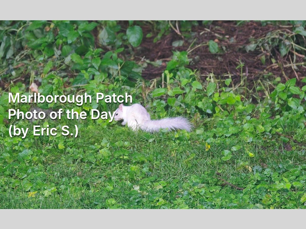 🌱 Marlborough police log fewer incidents in June than May