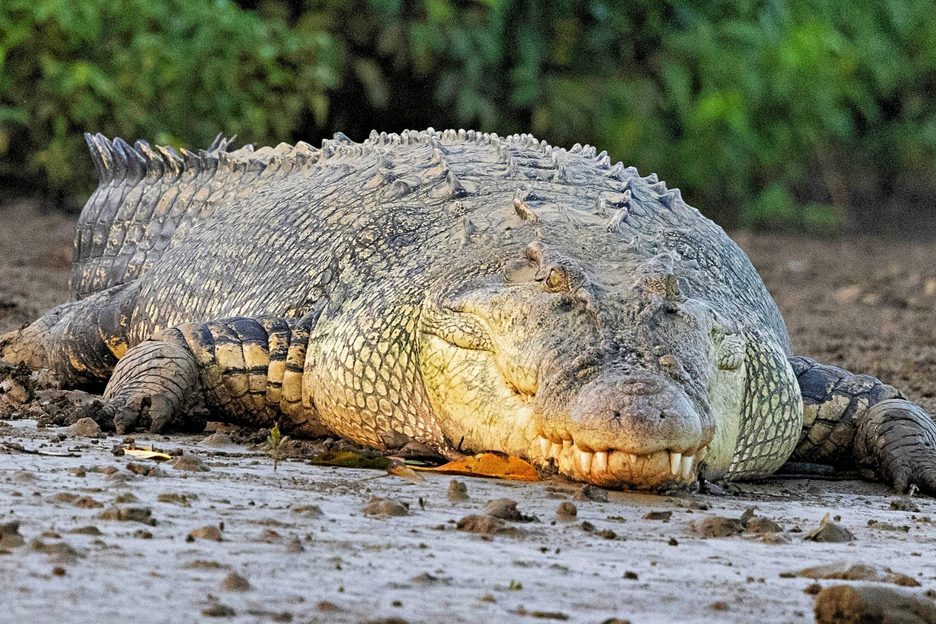 11 of the biggest animals on Earth – number 4 is absolutely massive!