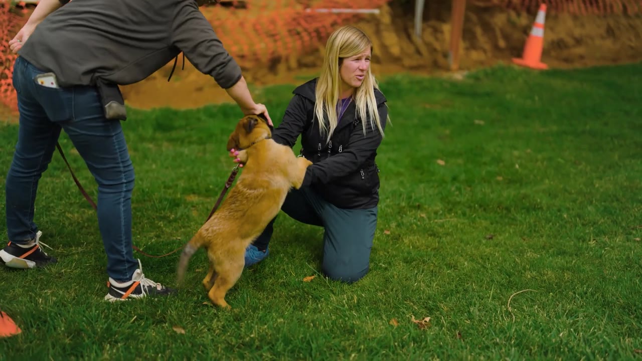 The unexpected dangers of puppy training: lessons untold
