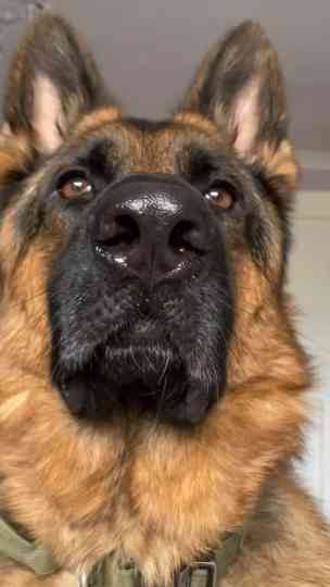Random dog just living through the weekdays like this