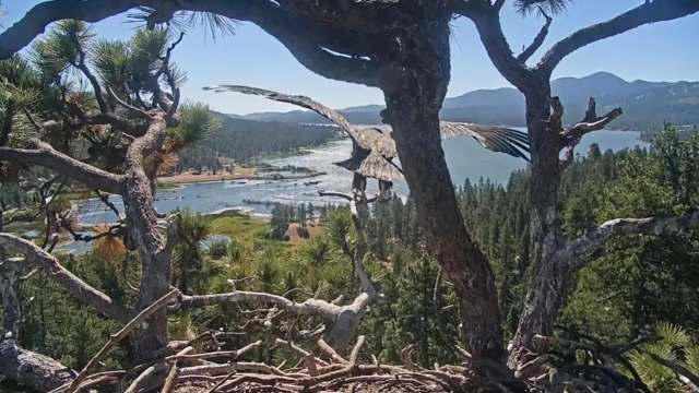 California's world-famous eagle nest sends its second chick skyward, a ...