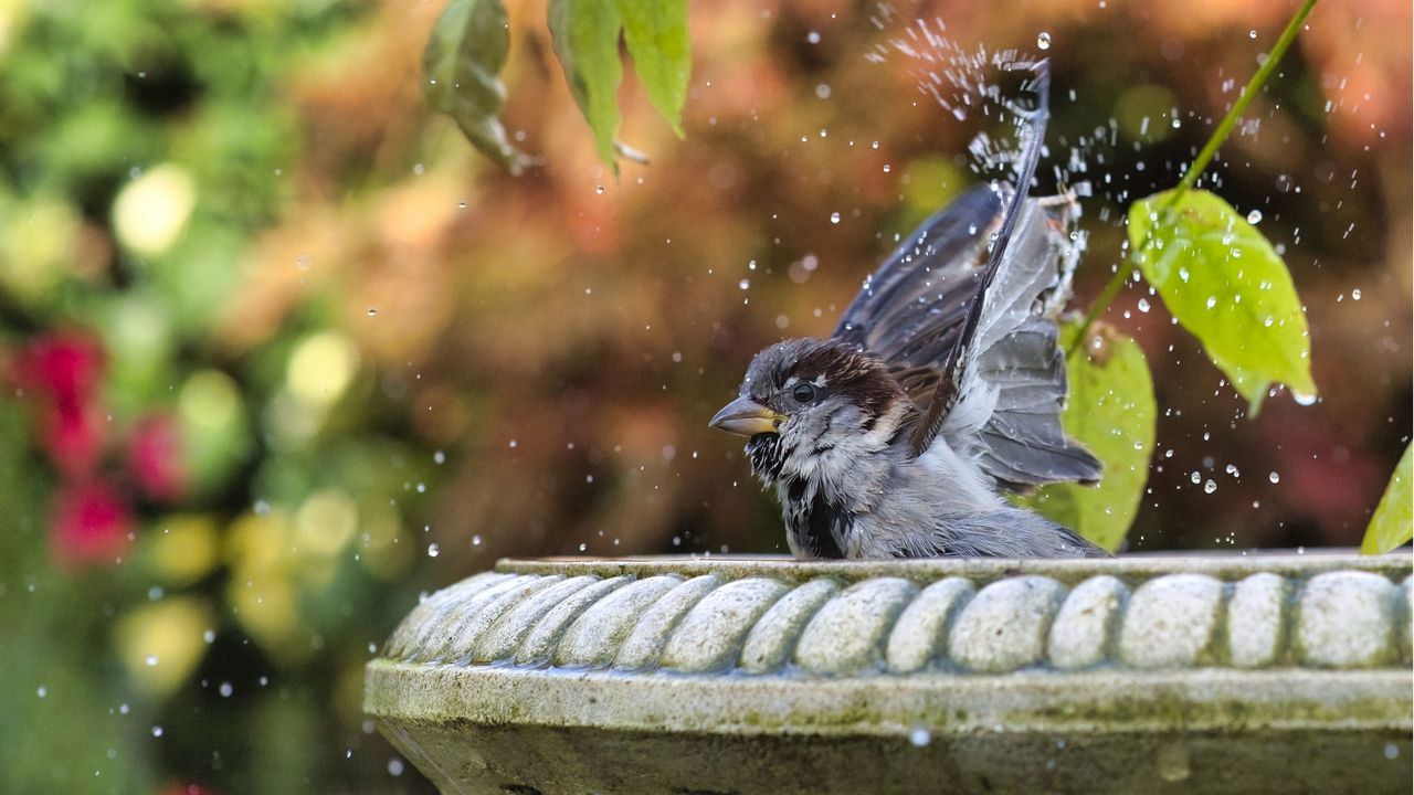 This hanging bubbling bird bath is a lifeline for wildlife in a heatwave