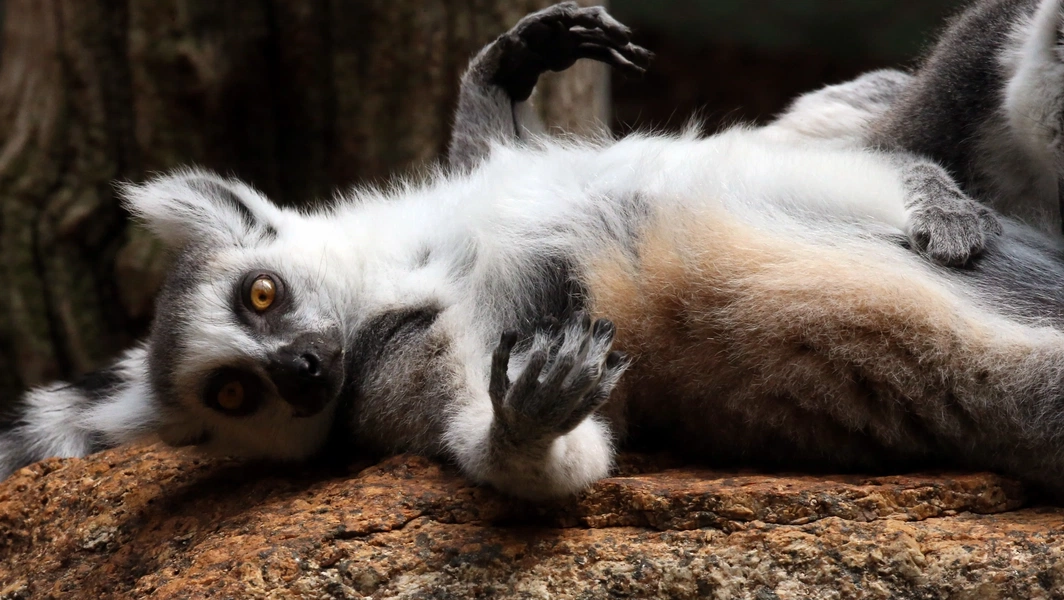 12 awkward and adorable animal moments