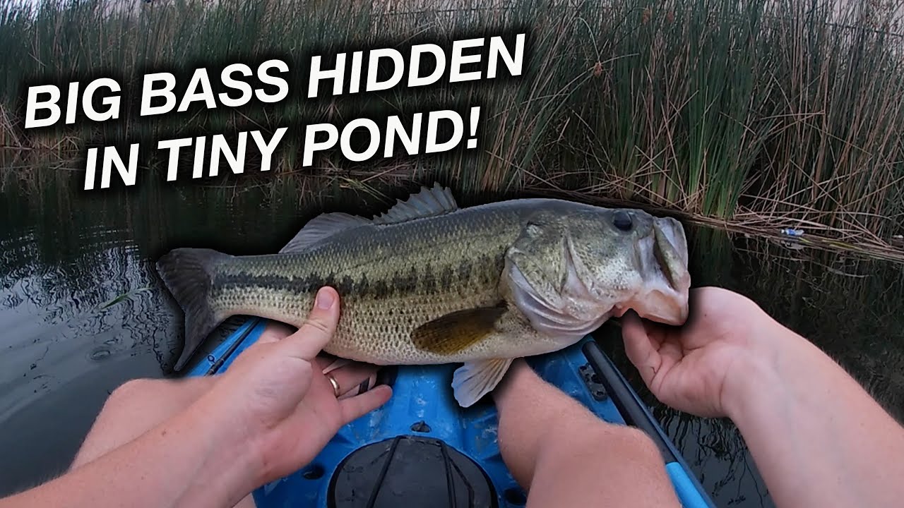 Texas kayak bass fishing non stop topwater action