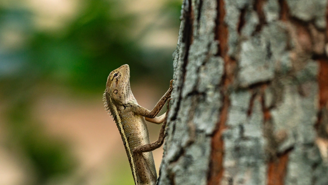 Why lizards are nature’s quiet survivors