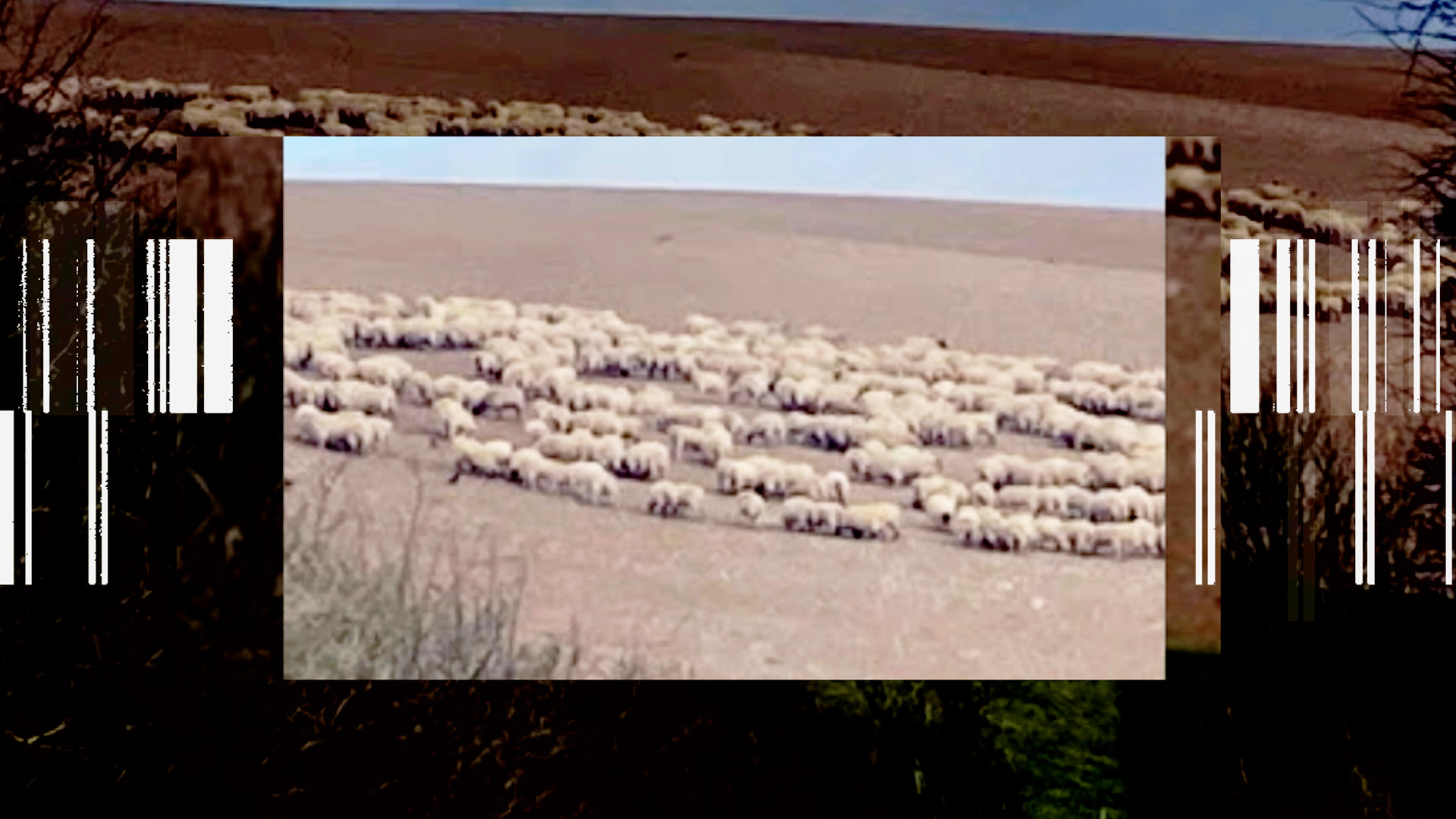 The proof is out there | Alien forces manipulate wildlife