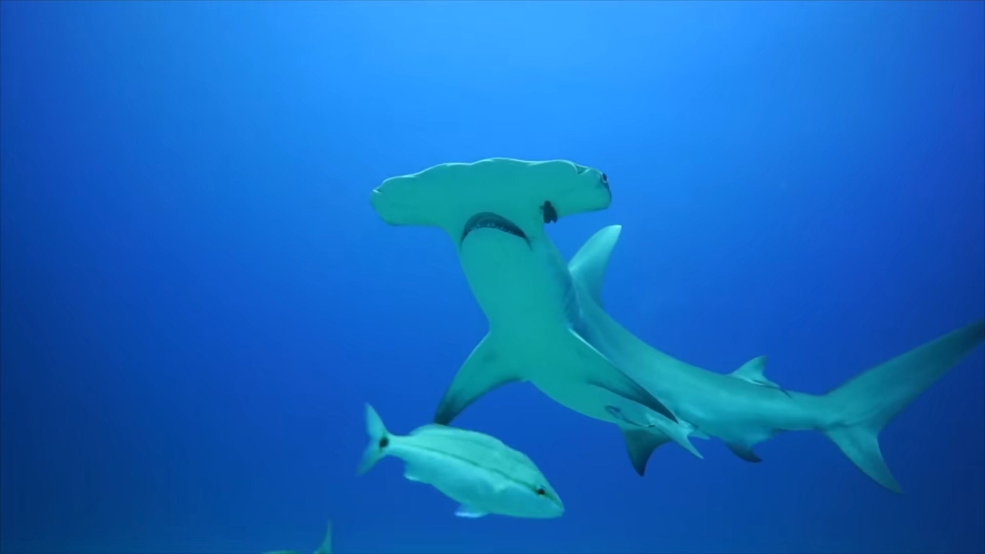Watch this shark find prey without ever seeing it – nature's perfect hunter