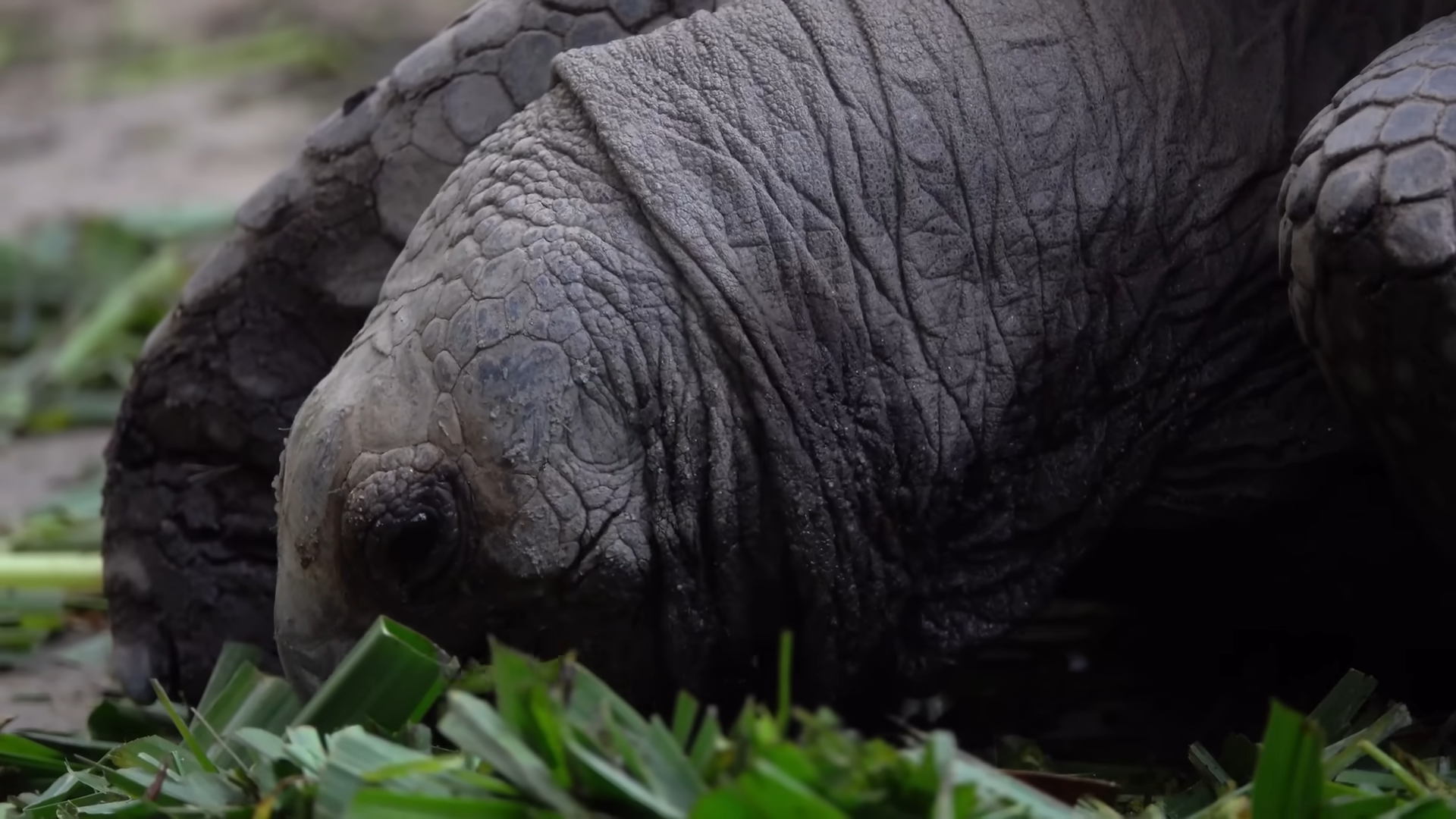 A tortoise died after 100 years - then its DNA revealed cancer-fighting ...