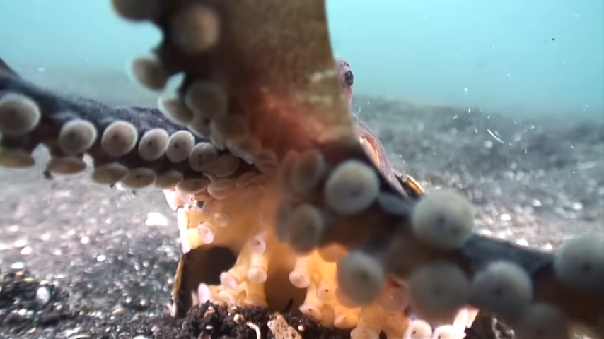 This creature can change color 177 times in one hour – evolution went ...