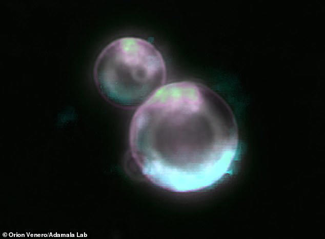 Scientists build a cell from scratch: Synthetic organism can feed, grow ...