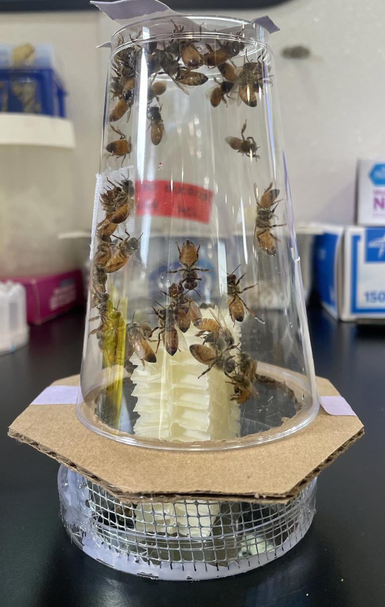 Honeybee queens push pesticides to eggs to protect themselves over ...