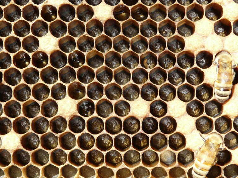 Honeybee queens push pesticides to eggs to protect themselves over ...