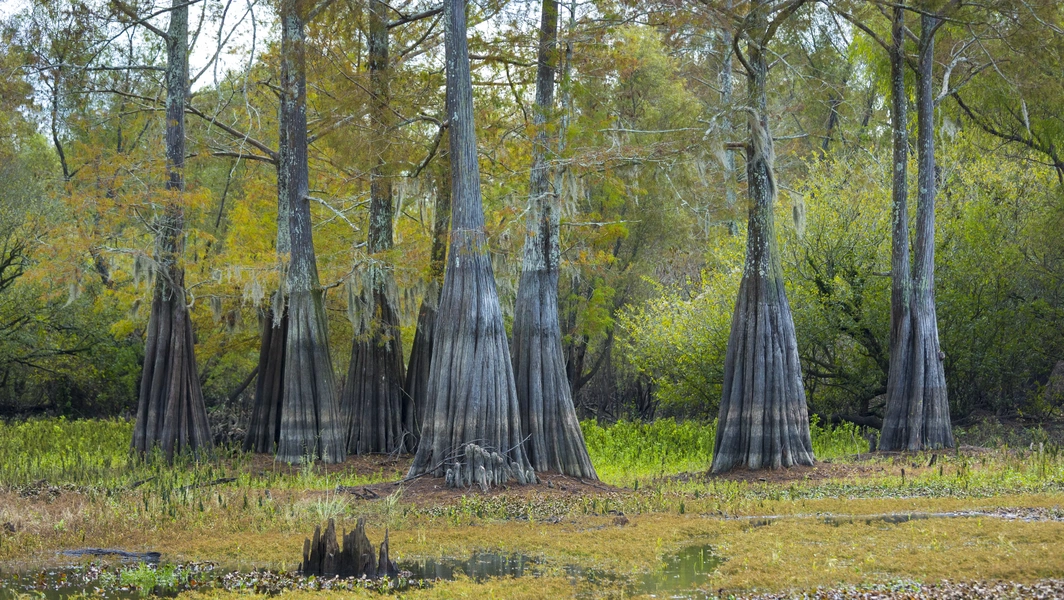 6 common tree species with strict removal laws