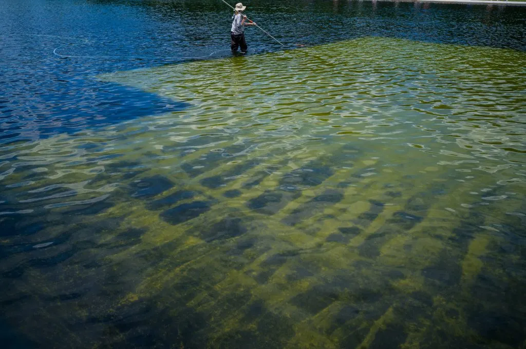 Reflecting on the Reflecting Pool: What stains a nation more than algae