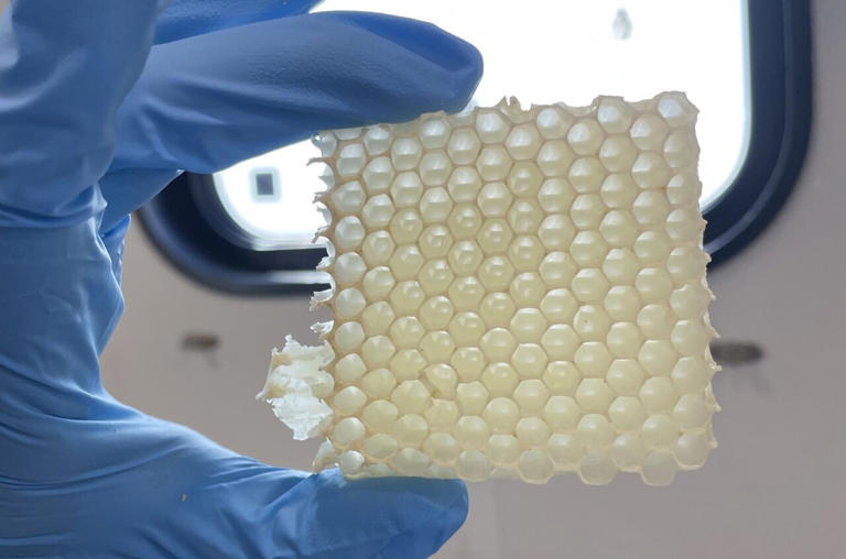 Honeybee queens push pesticides to eggs to protect themselves over ...