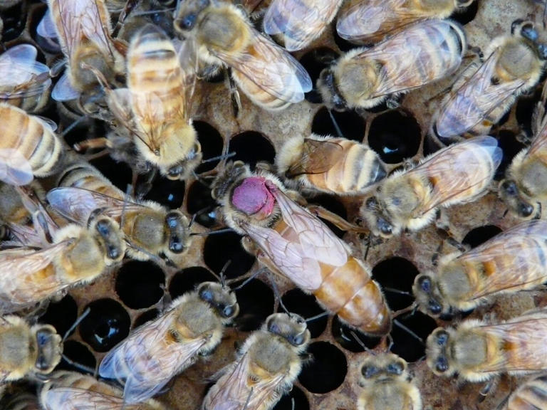 Honeybee queens push pesticides to eggs to protect themselves over ...