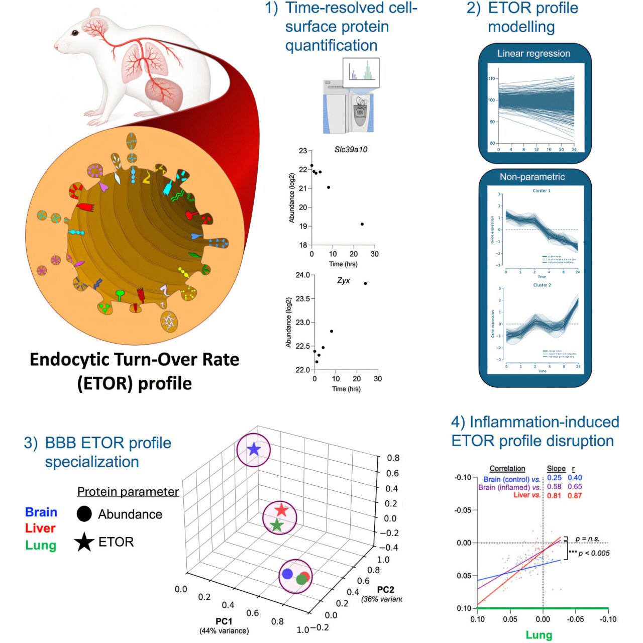 Dynamic protein behavior drives blood-brain barrier specialization ...