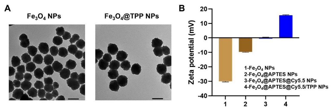 Nanozymes map nanoparticle routes inside live cells without genetic ...