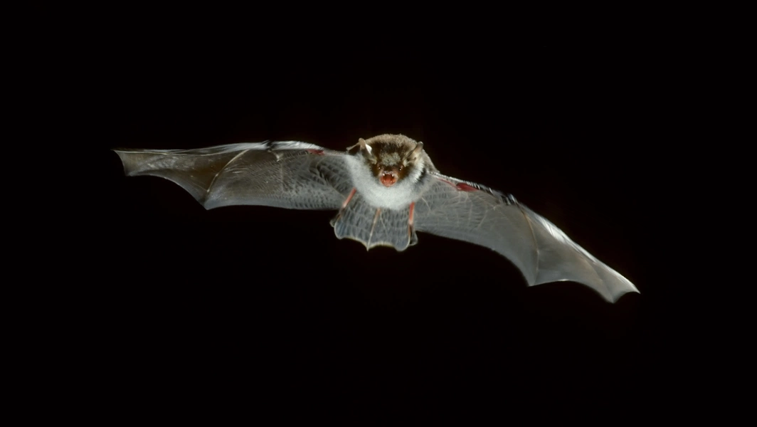 12 common animal myths corrected