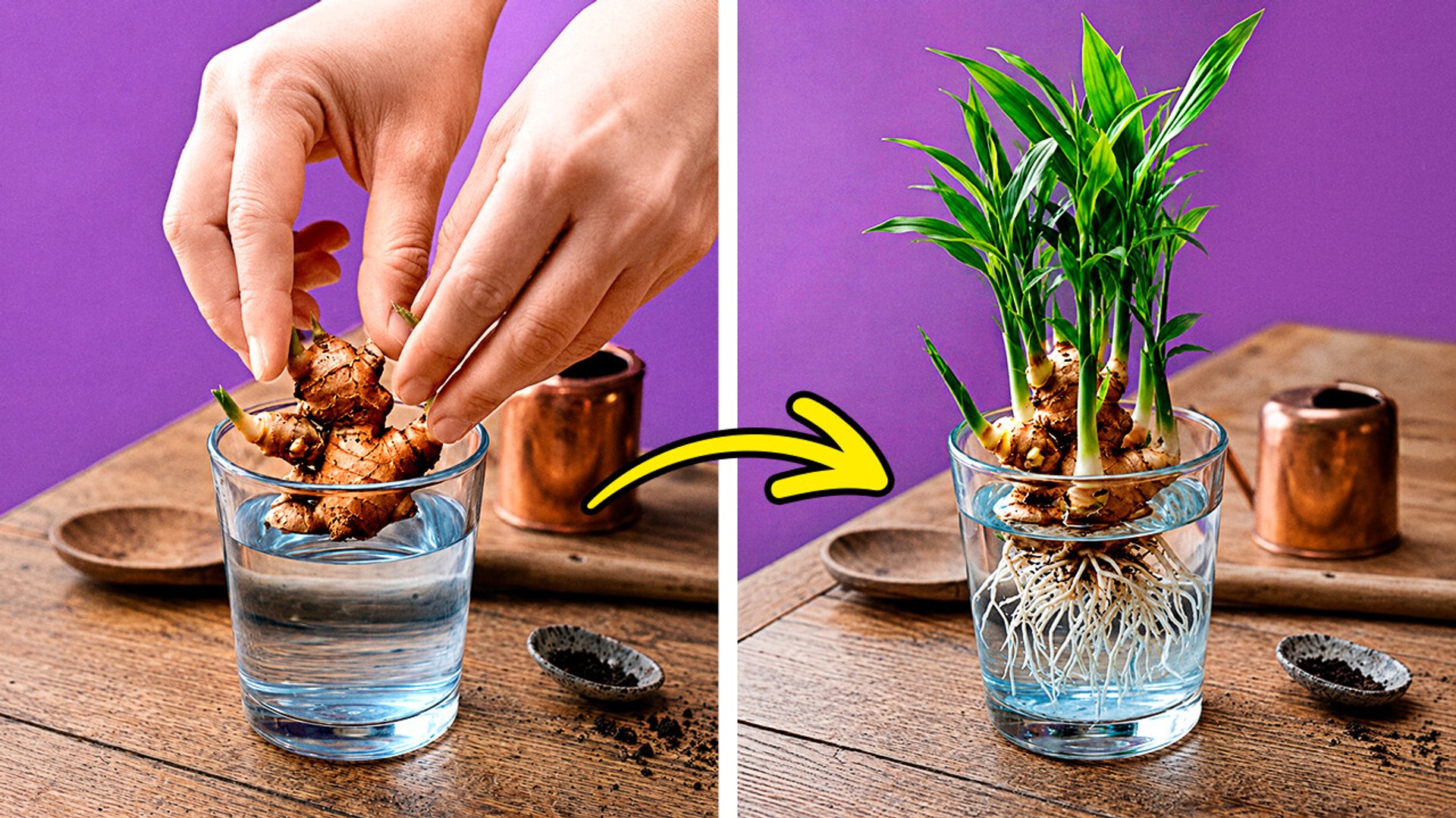 Hydroponic gardening secrets for thriving indoor vegetables